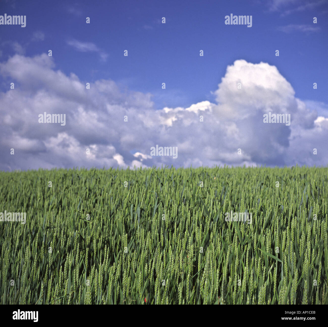 green wheat field in early summer with blue clouded sky Stock Photo - Alamy