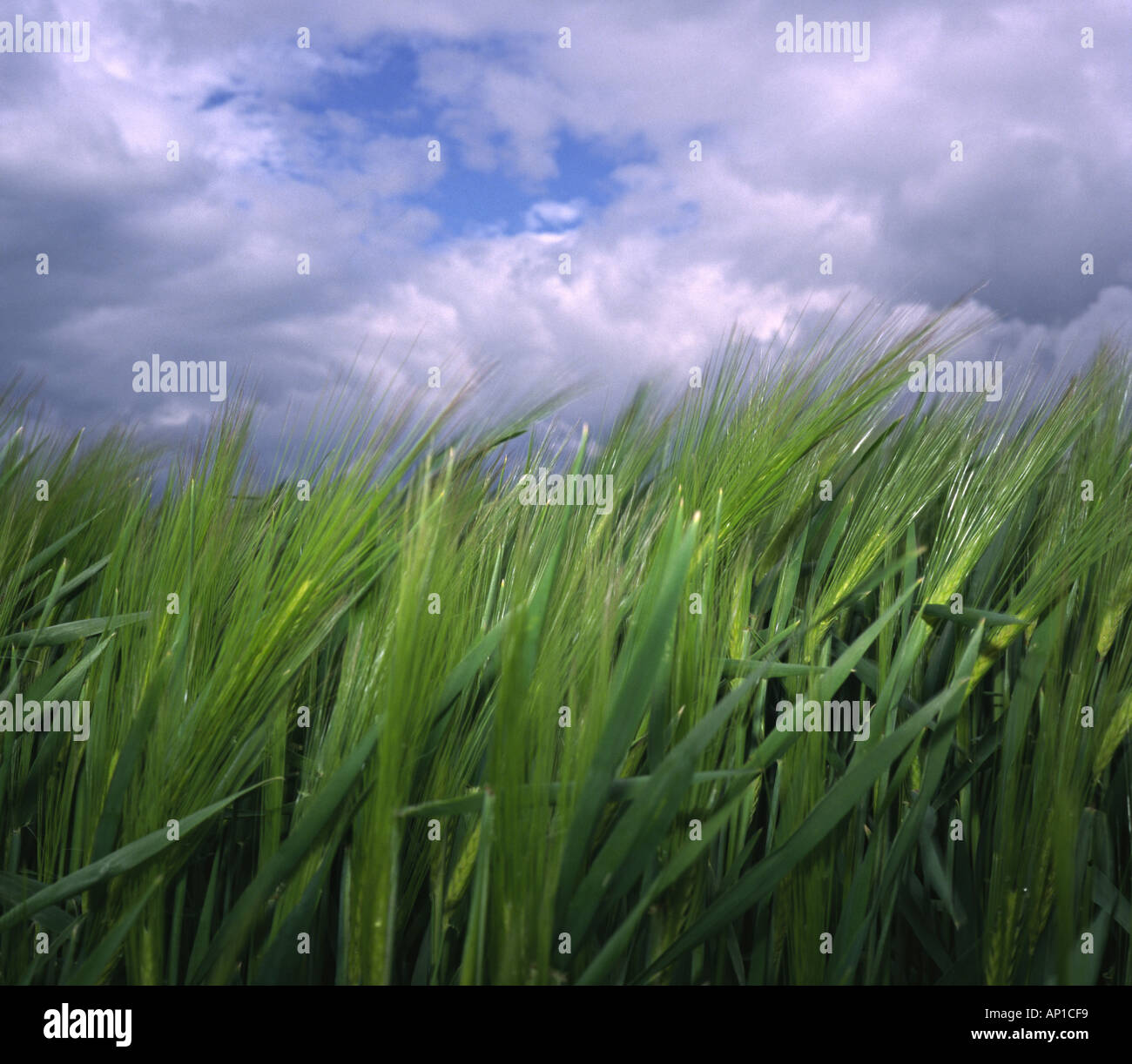 green barley field in early summer with blue clouded sky Stock Photo ...