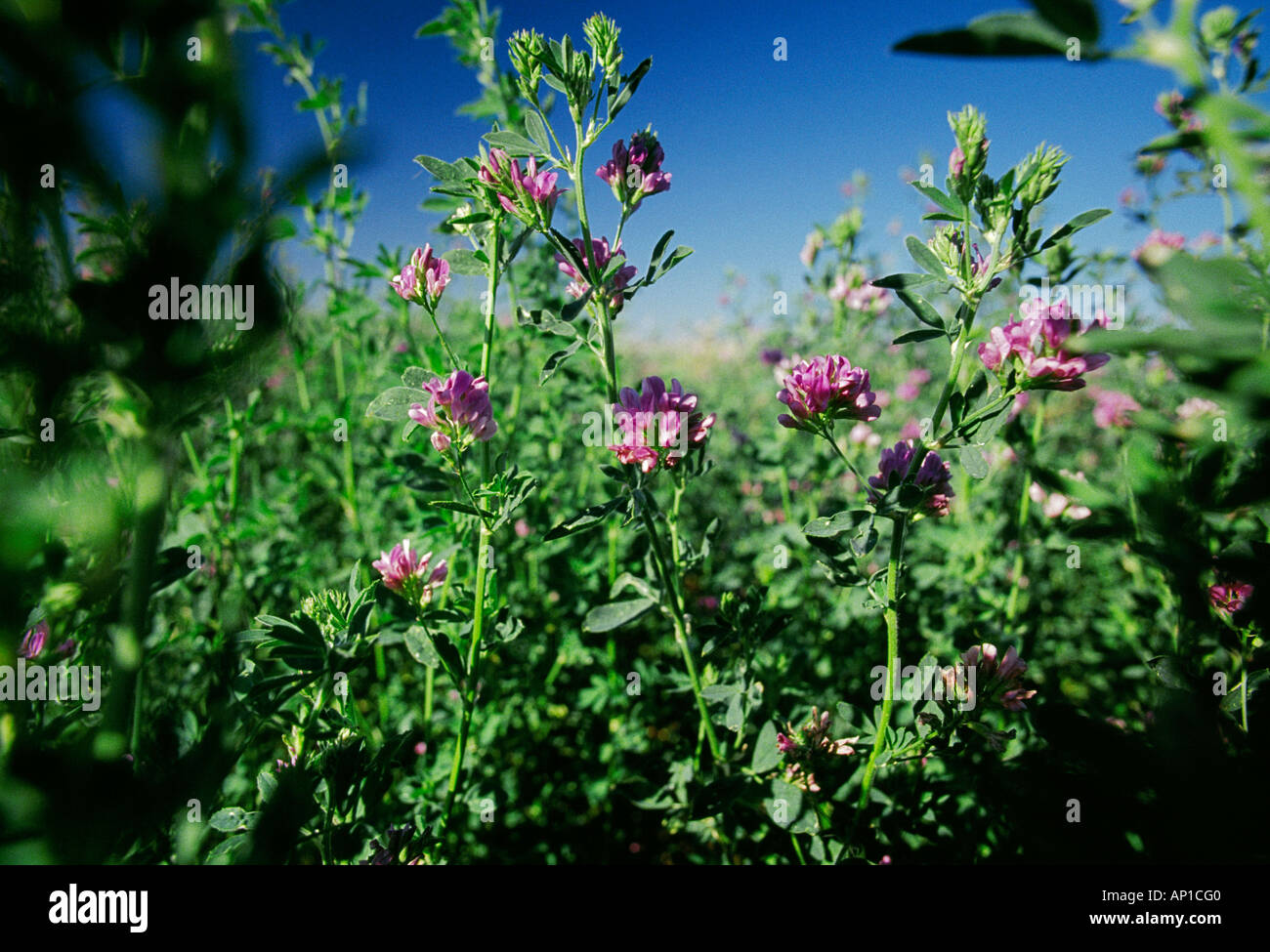 Alfalfa Field In Bloom High Resolution Stock Photography and Images - Alamy