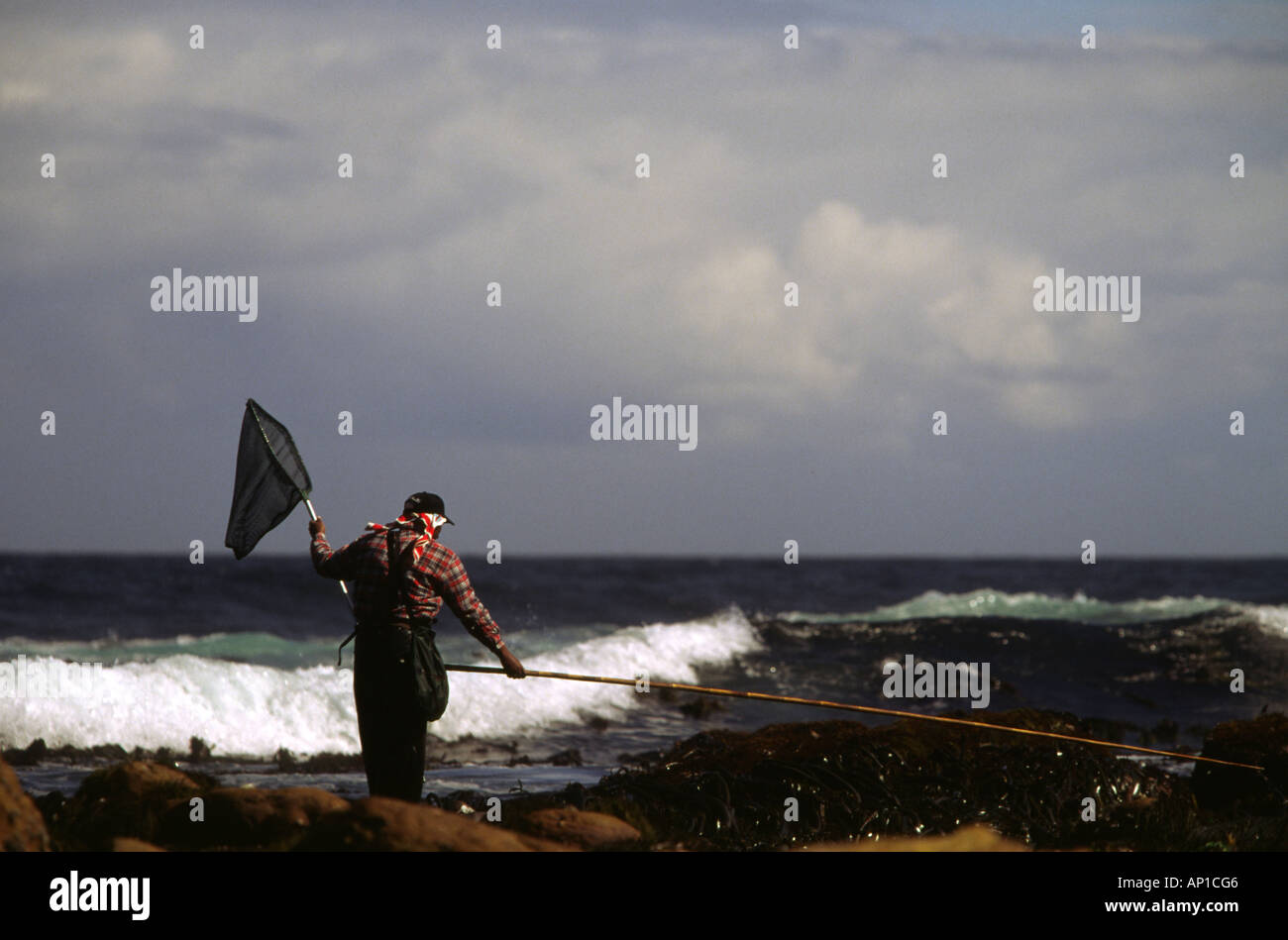 Octopus Catching Fish High Resolution Stock Photography and Images - Alamy