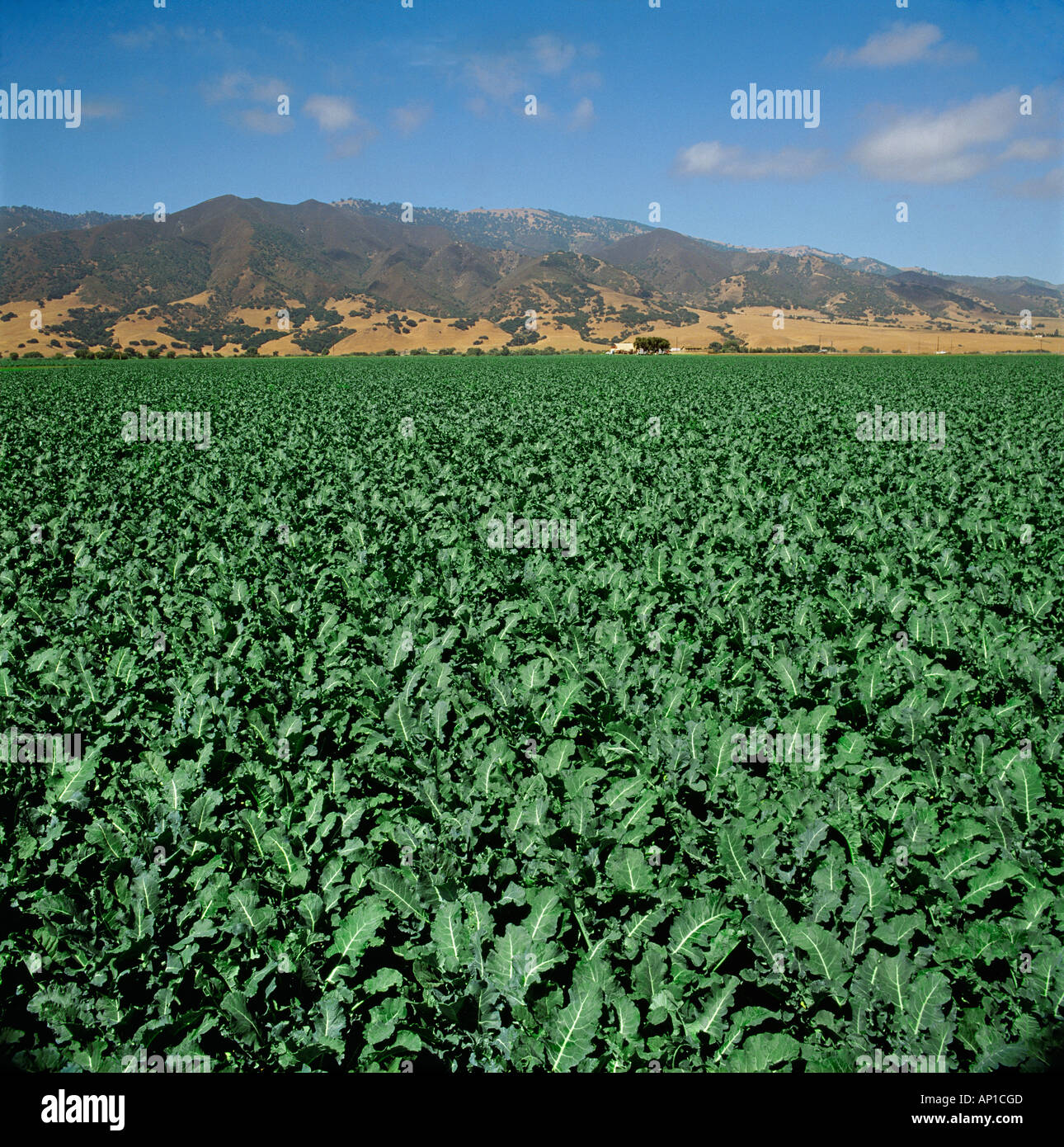 Farming california cauliflower hi-res stock photography and images - Alamy