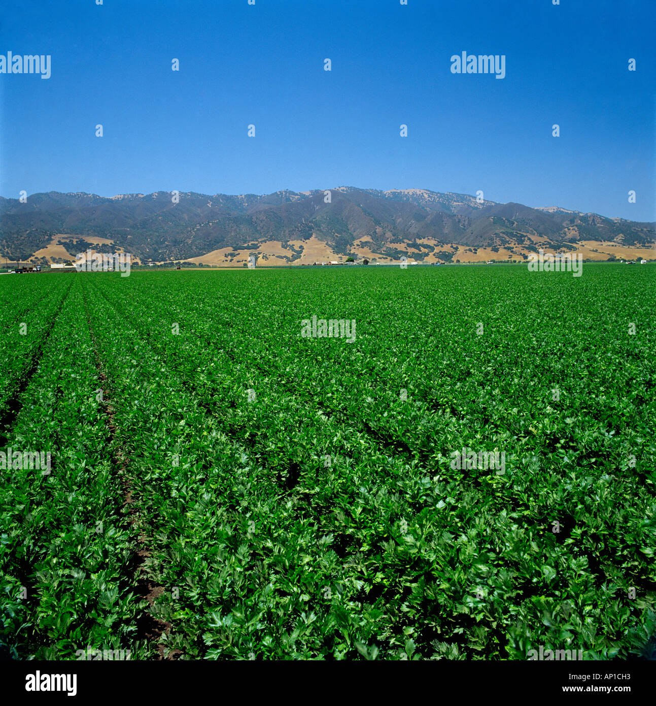 Agriculture - Mature celery field ready for harvest / Salinas Valley ...