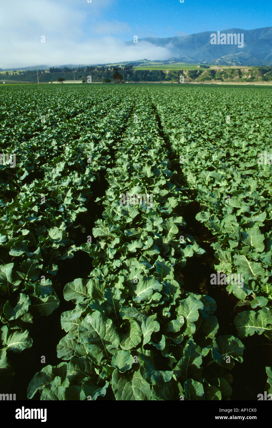 Large field of mature broccoli plants in Spring with the Santa Lucia ...