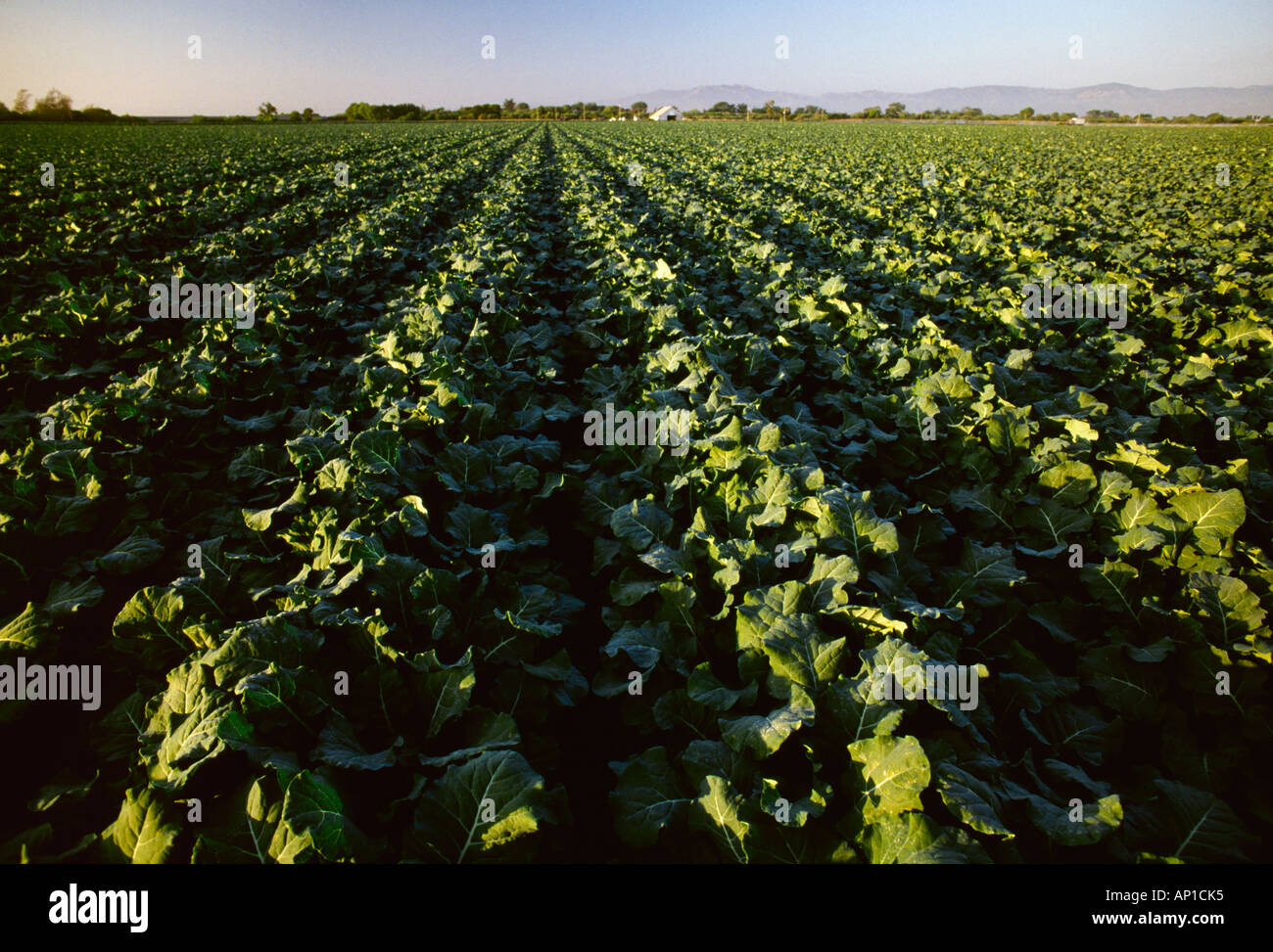 Broccoli field hi-res stock photography and images - Alamy