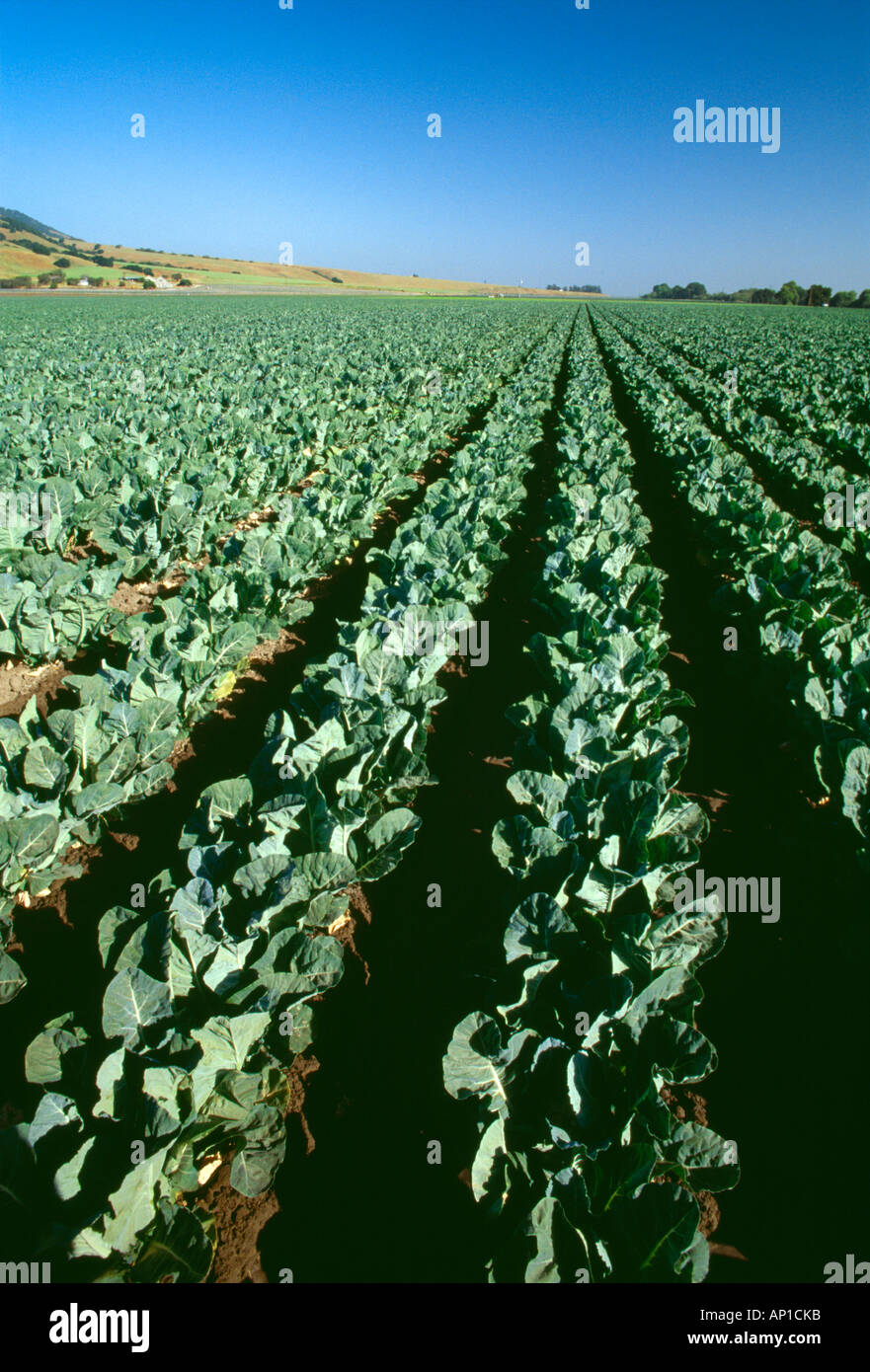 Farming california cauliflower hi-res stock photography and images - Alamy