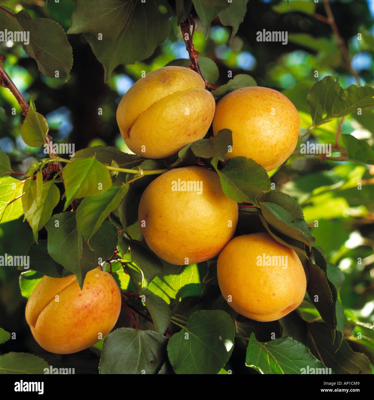 Agriculture - Mature harvest ready Apriums on the tree / Morgan Hill ...