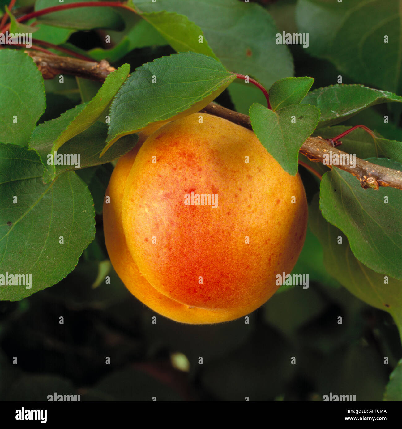 Agriculture - A single mature, harvest ready Aprium on the tree ...