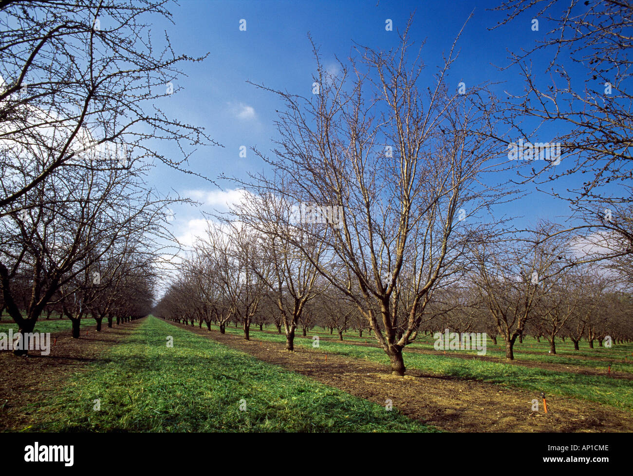 Agriculture - Almond orchard in the winter dormant stage with mowed ...
