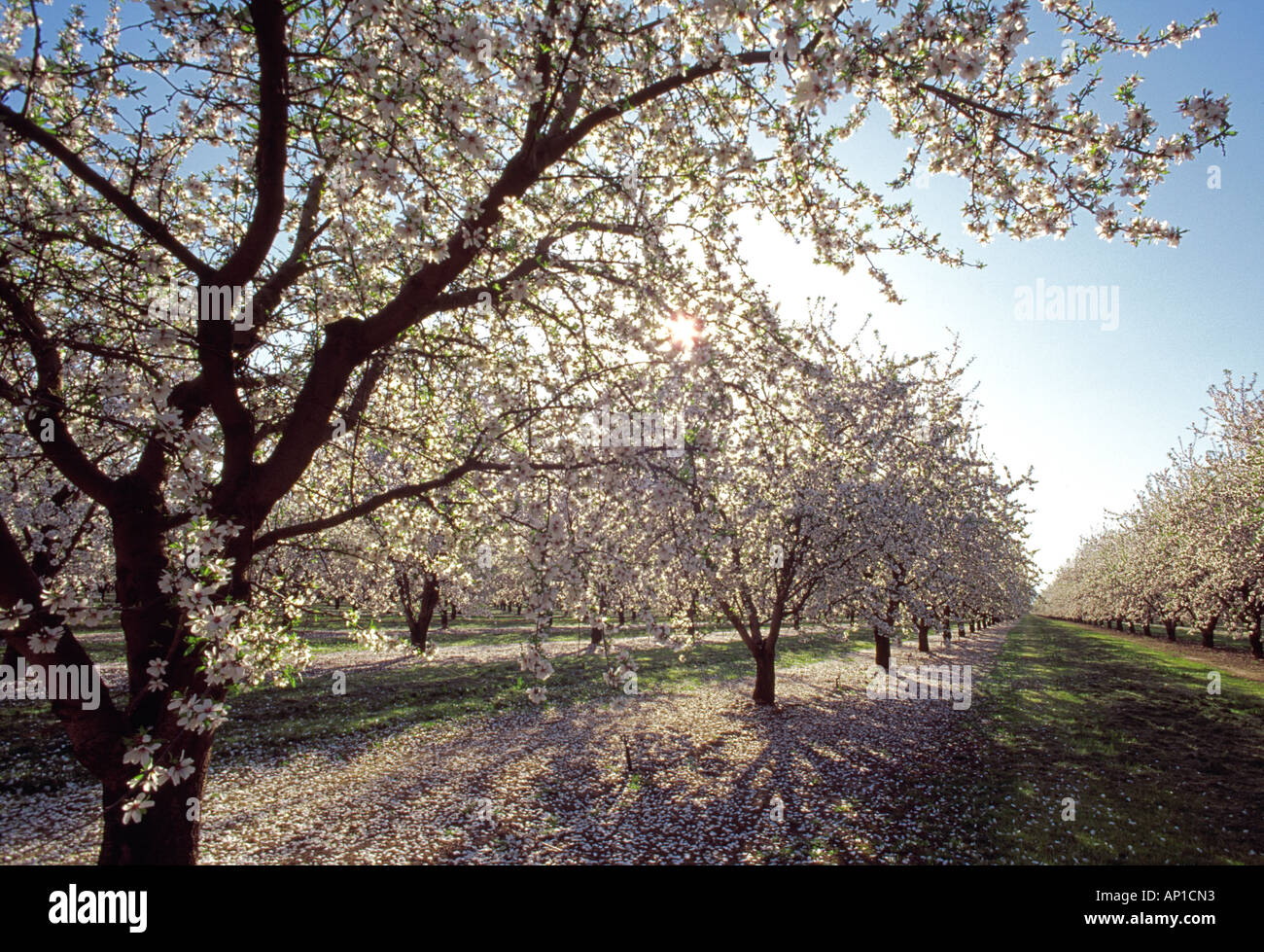 Agriculture - Almond orchard at the full bloom, early petal fall stage ...