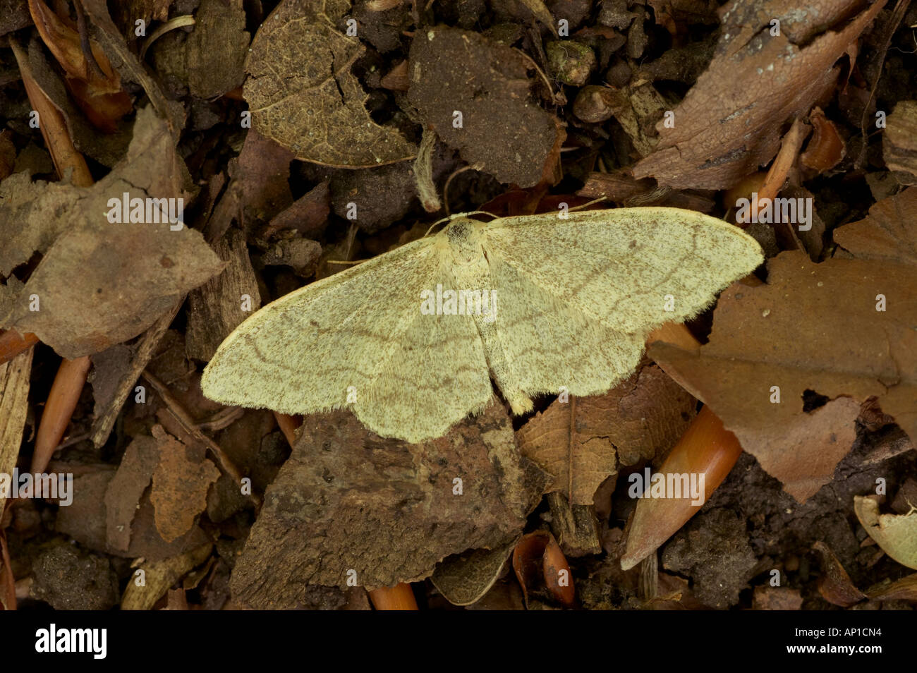 Riband wave moth hi-res stock photography and images - Alamy