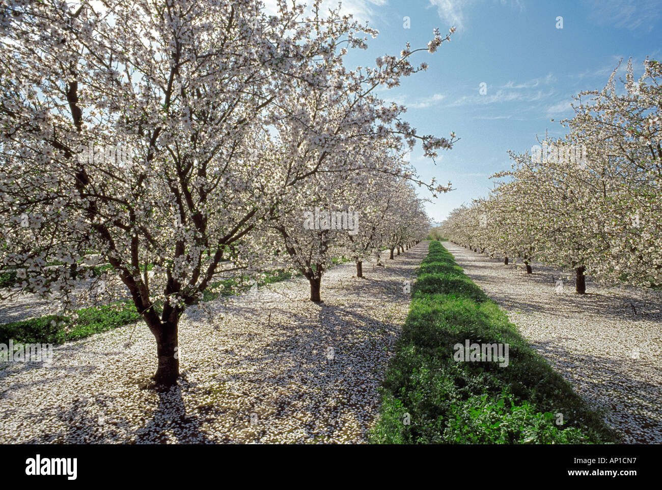 Agriculture - Almond orchard at the full bloom, early petal fall stage ...