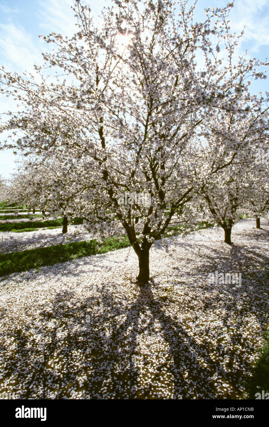 Agriculture - Almond orchard at full bloom and petal fall stage with ...
