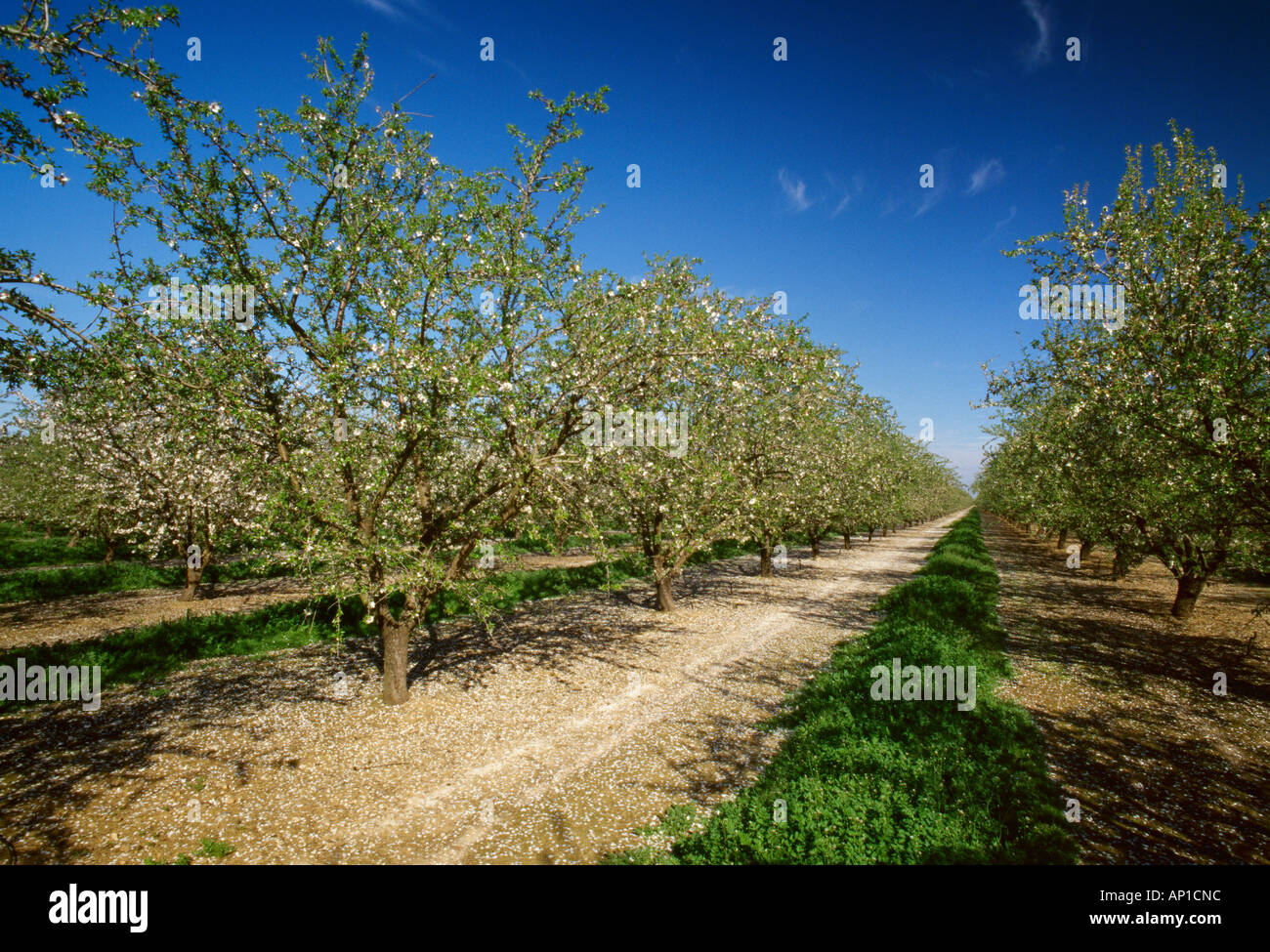 Agriculture - Almond orchard at late bloom and late petal fall stage ...
