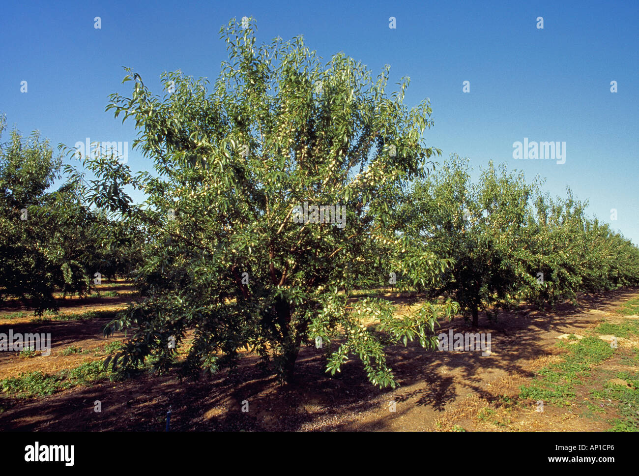 Agriculture - Almond orchard in mid Spring with a healthy crop on nuts ...