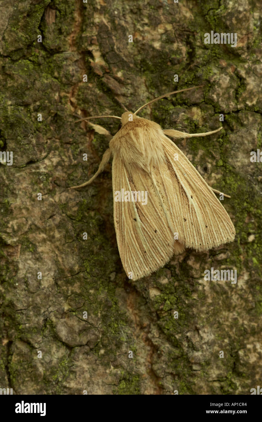 Smoky wainscot hi-res stock photography and images - Alamy