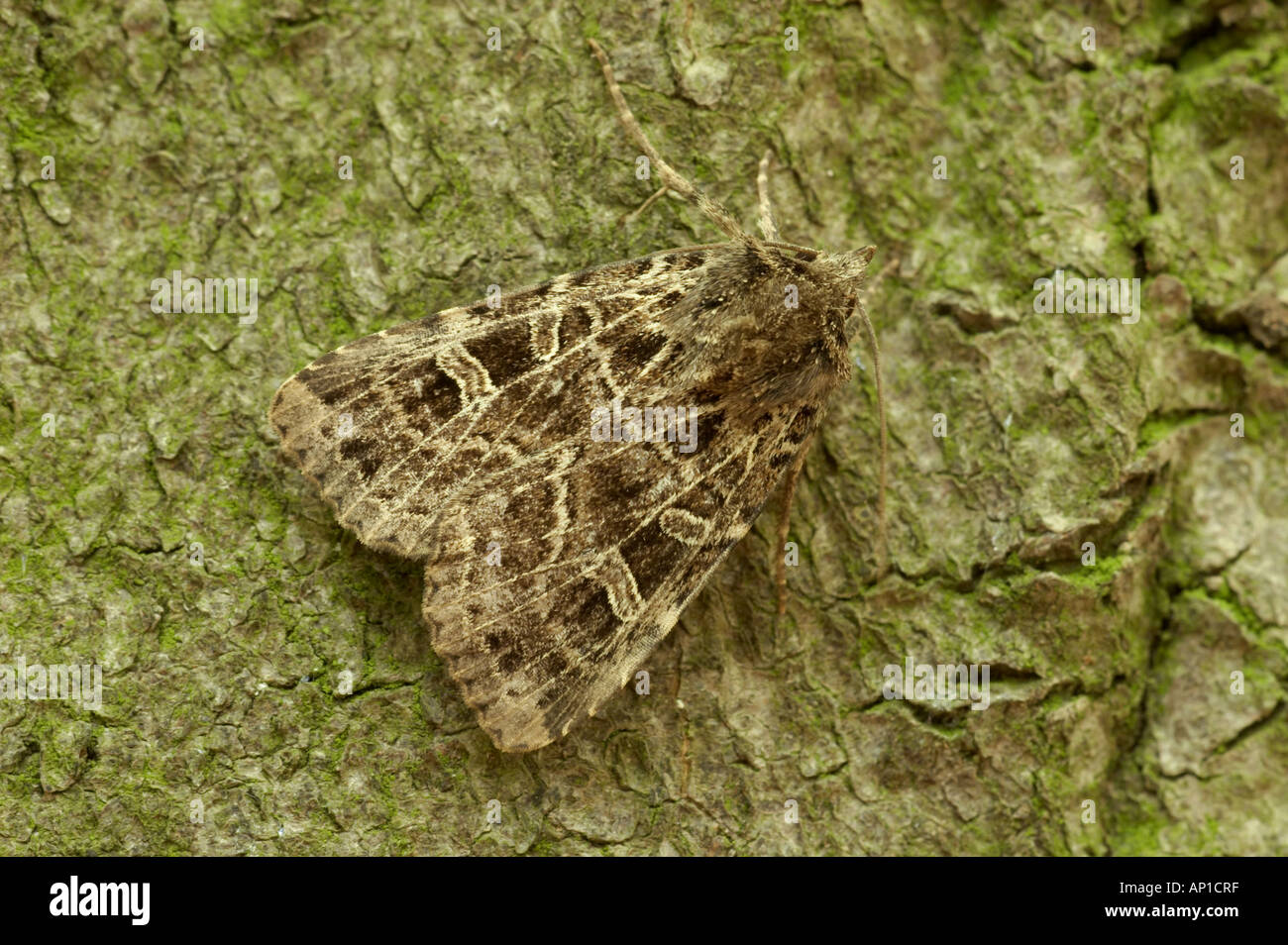 Shears Moth High Resolution Stock Photography and Images - Alamy