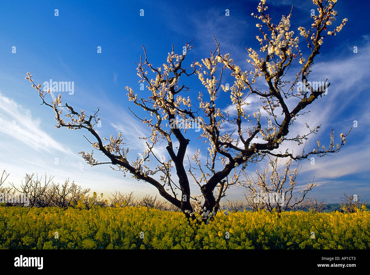 Mustard fruit trees hi-res stock photography and images - Alamy