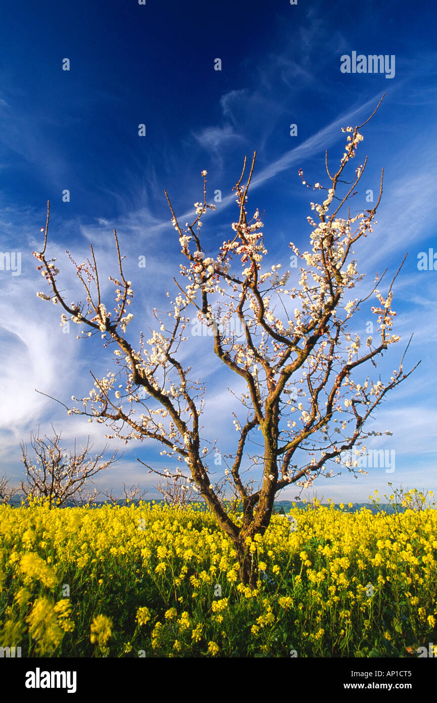 California apricot orchard hi-res stock photography and images - Alamy