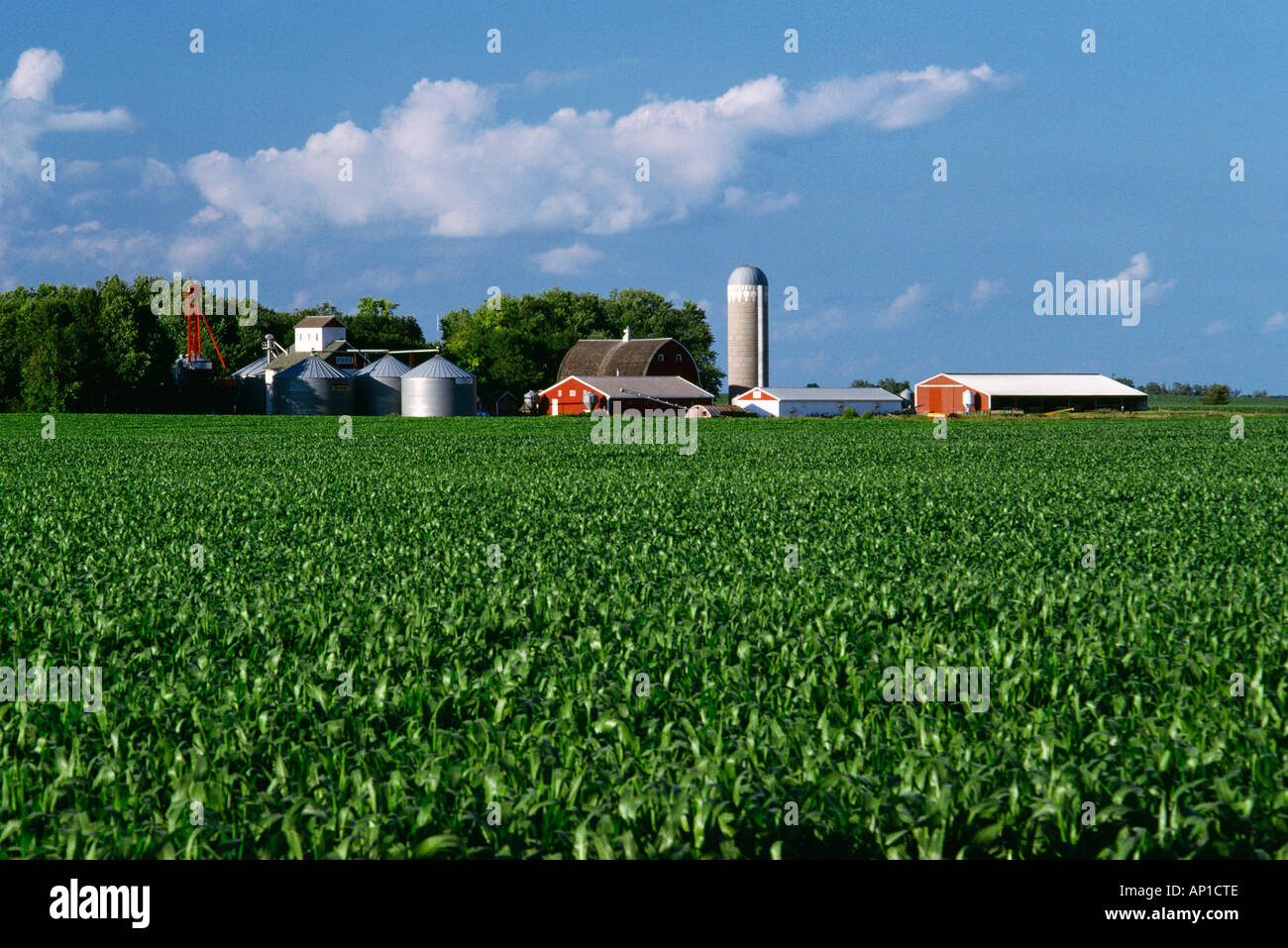 Corn Field In Mn