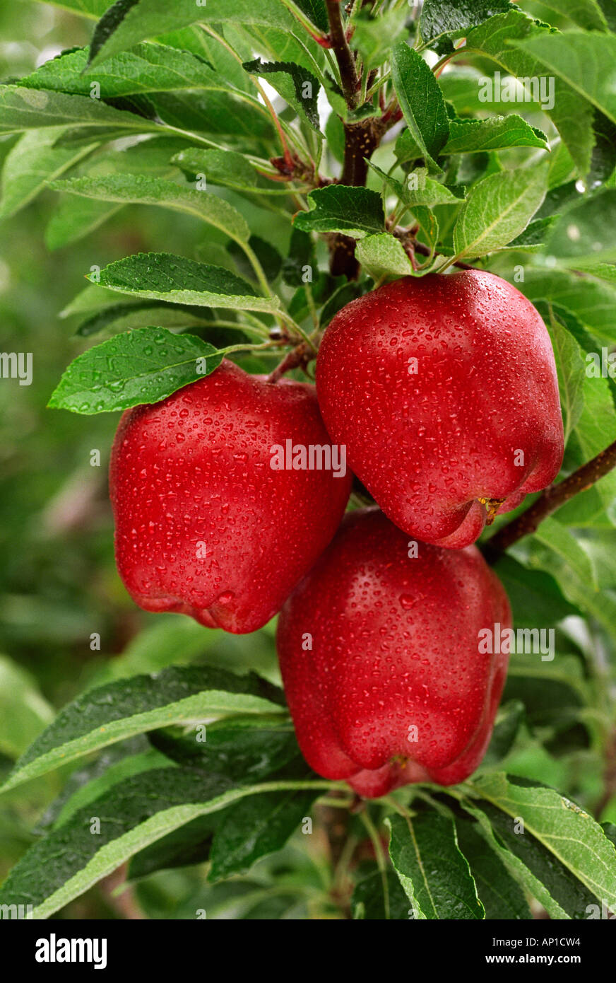 Red Delicious apples on the tree with rain drops, ripe and ready for ...