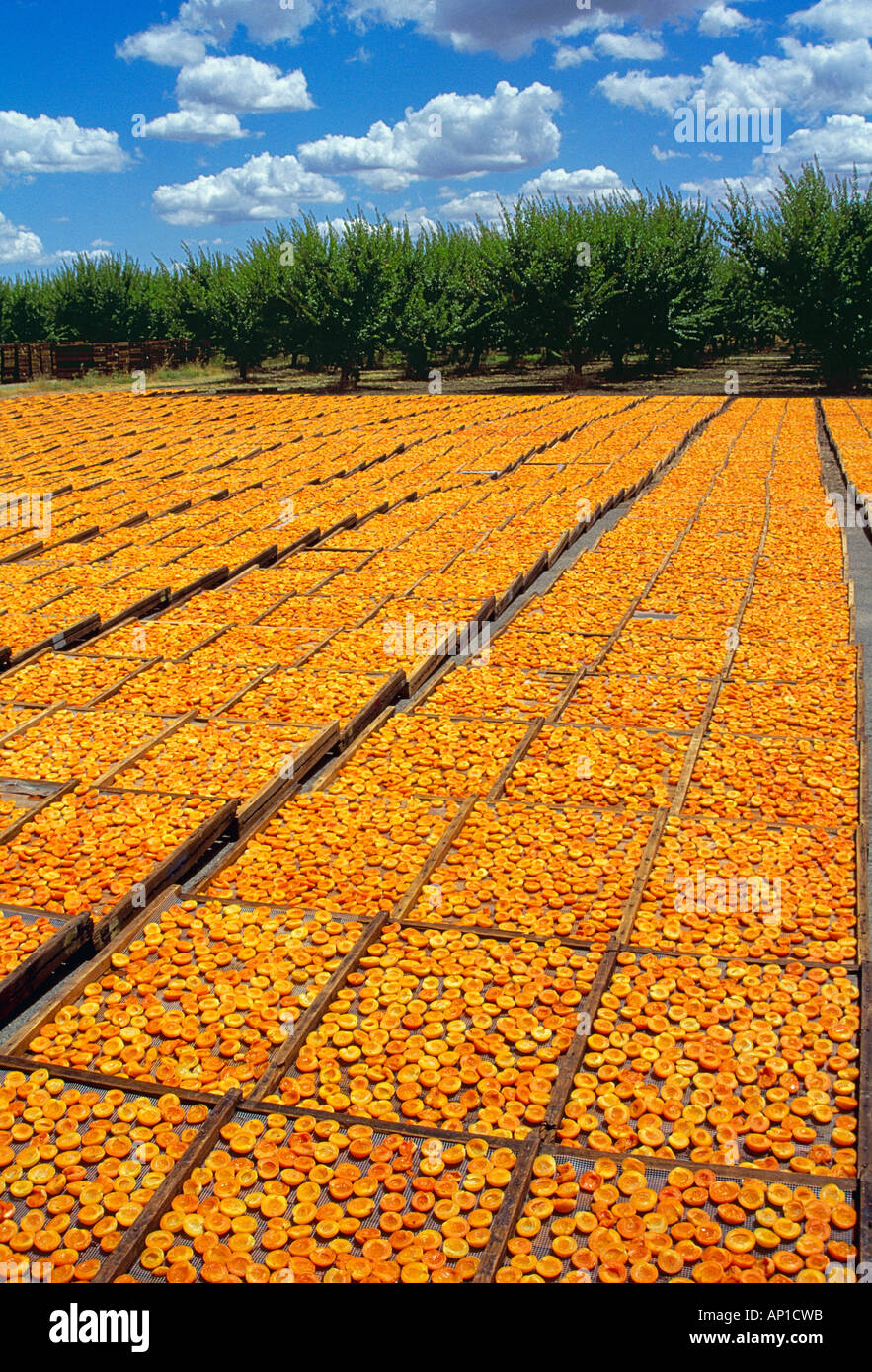 Agriculture - Apricots drying in the sun with the orchard in background ...