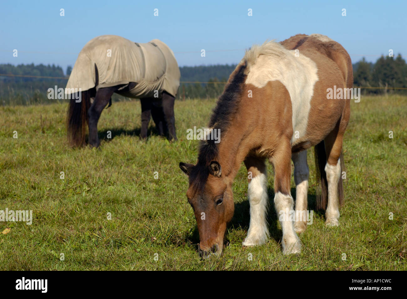 Icelandic horse flying pace hi-res stock photography and images - Alamy