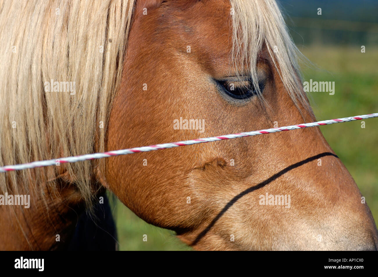 Icelandic horse flying pace hi-res stock photography and images - Alamy