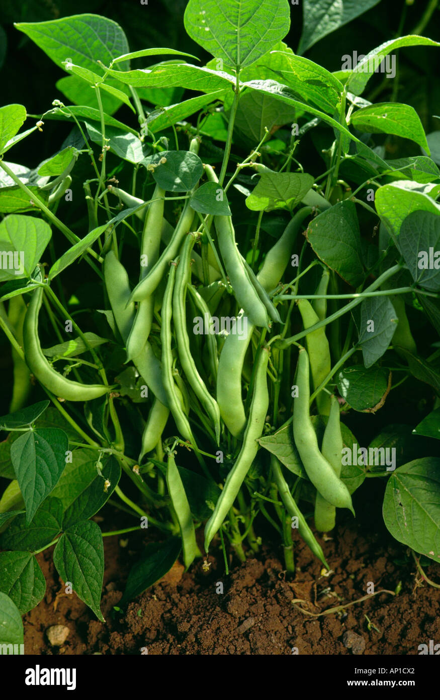 Bean Vine Stock Photos & Bean Vine Stock Images - Alamy