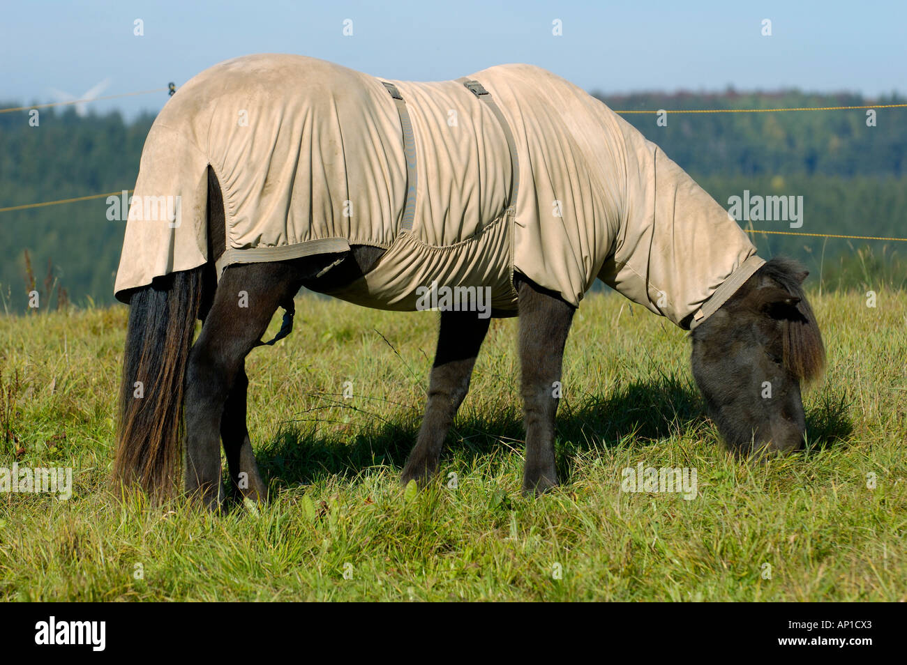 Icelandic horse flying pace hi-res stock photography and images - Alamy