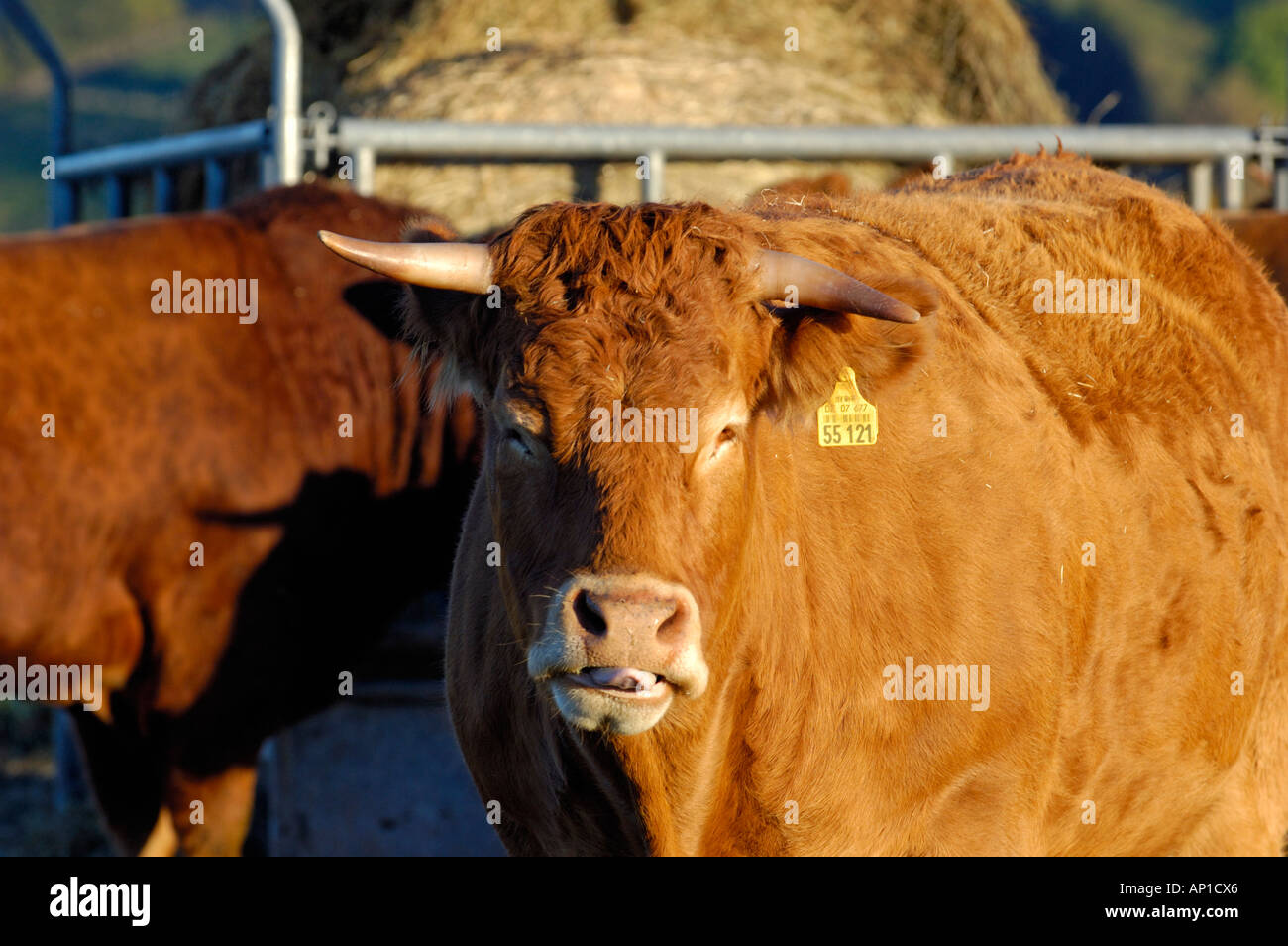 Limousin cow licking lips Stock Photo - Alamy