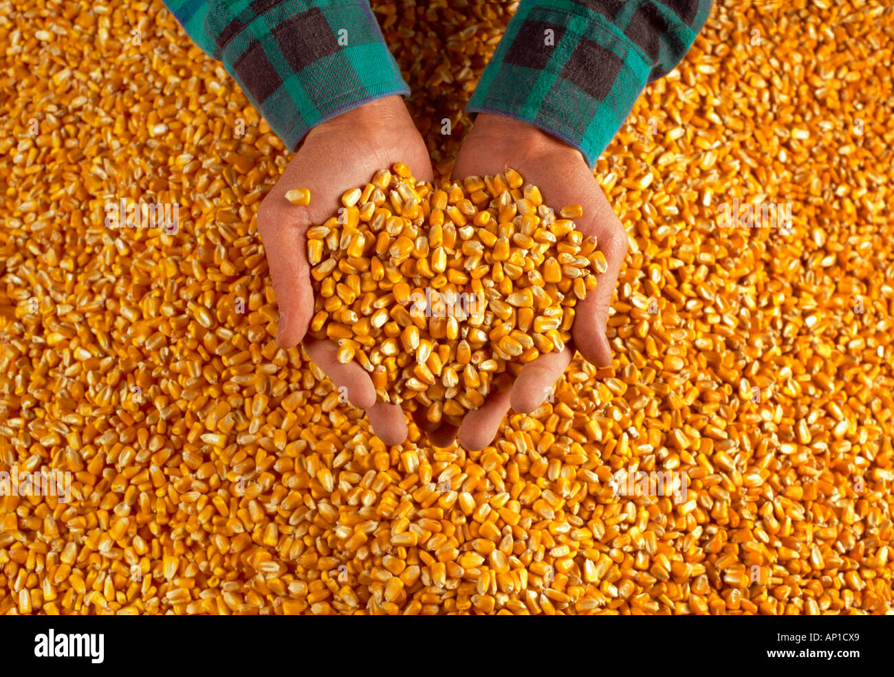 Agriculture - Farmers hands holding harvested grain corn / Illinois ...