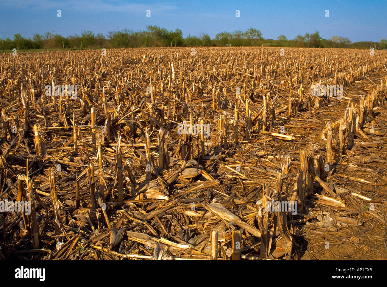 Agriculture - Field of corn stubble in the Spring after the Winter snow ...