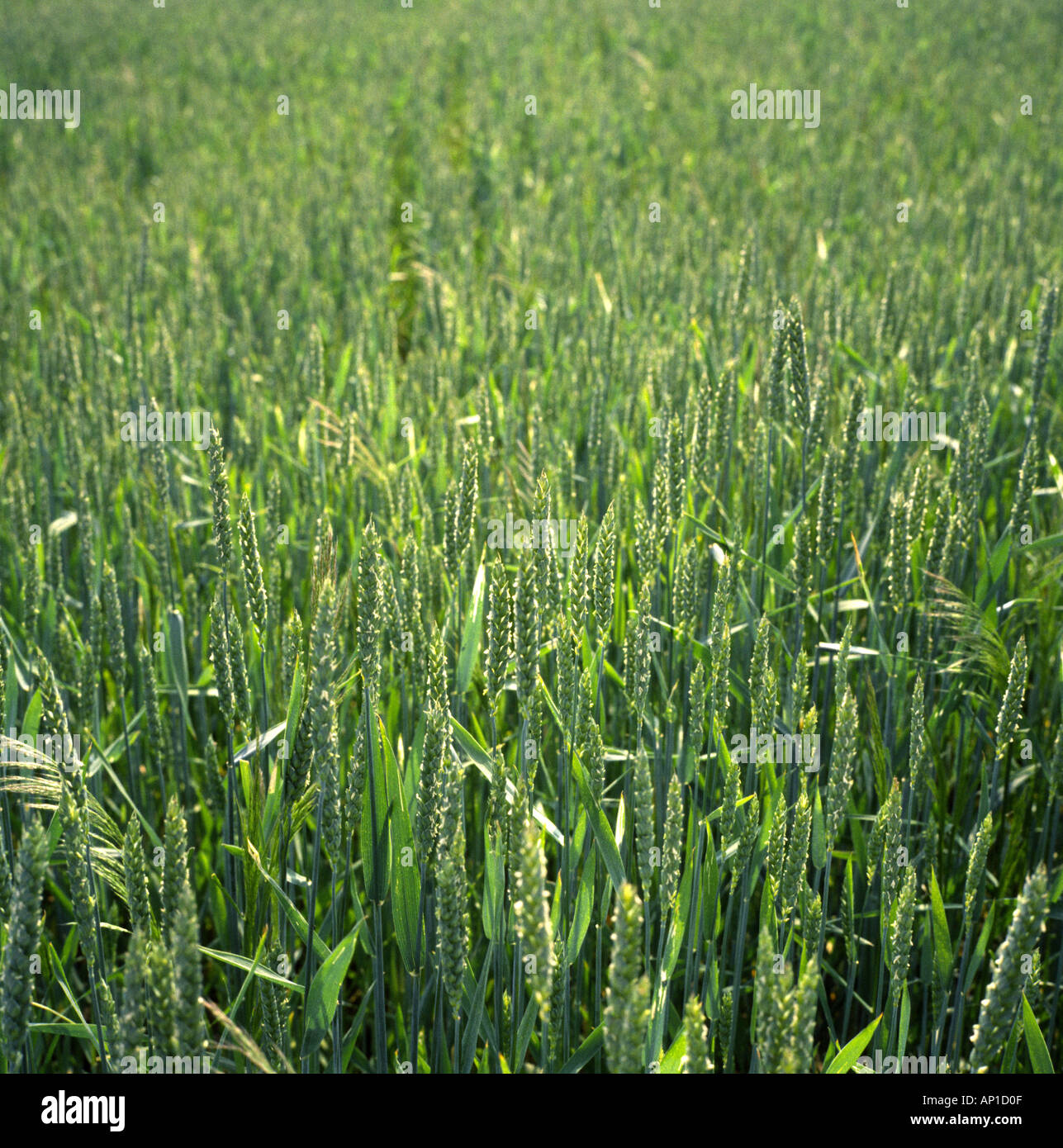 wheat field ears of corn of unripe wheat Stock Photo - Alamy