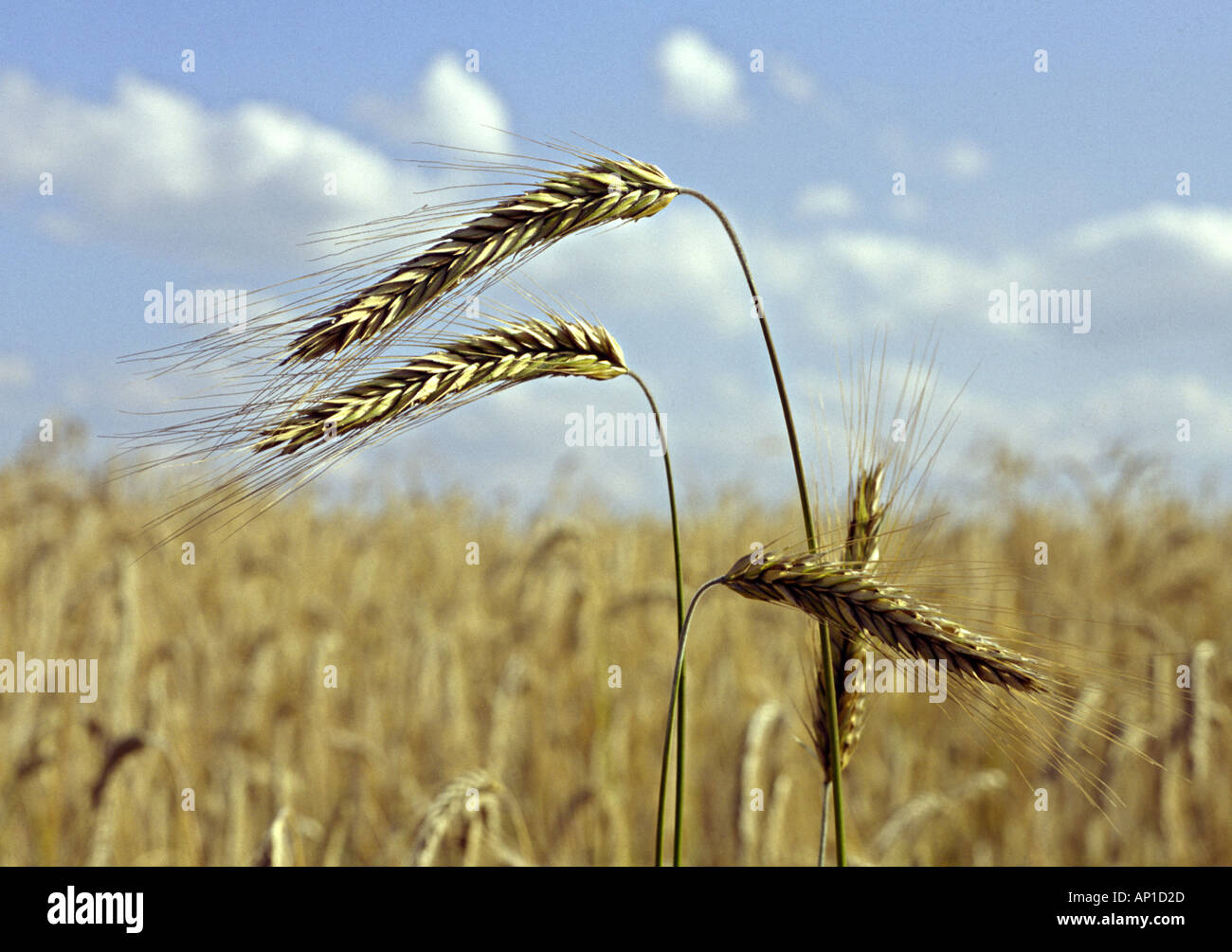 four ears of corn of rye in foreground with a ripe rye field and blue ...