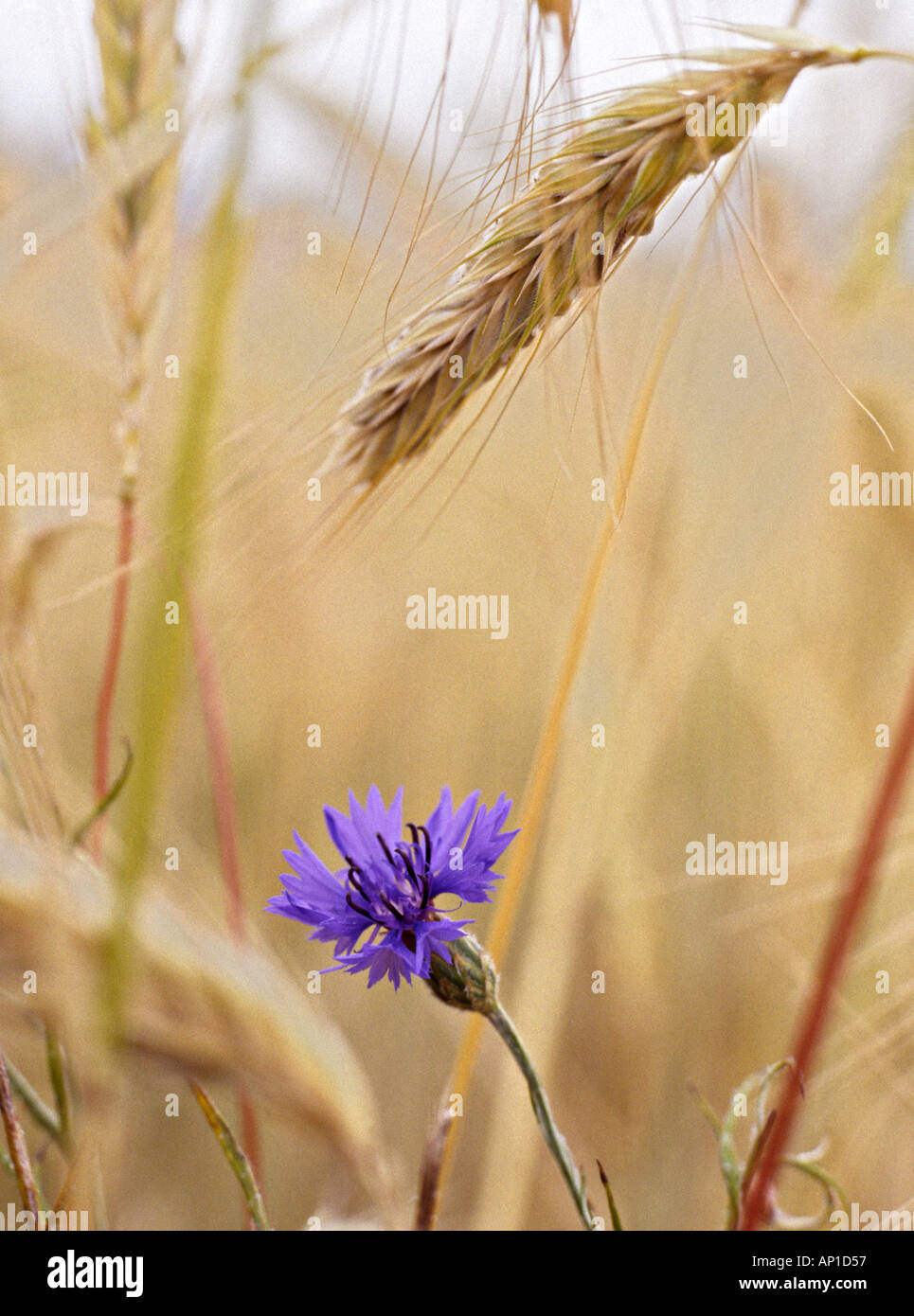 grain field ear of corn of ripe rye with a blossom of a cornflower ...