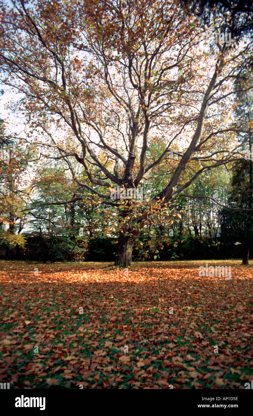 Orange treee hi-res stock photography and images - Alamy