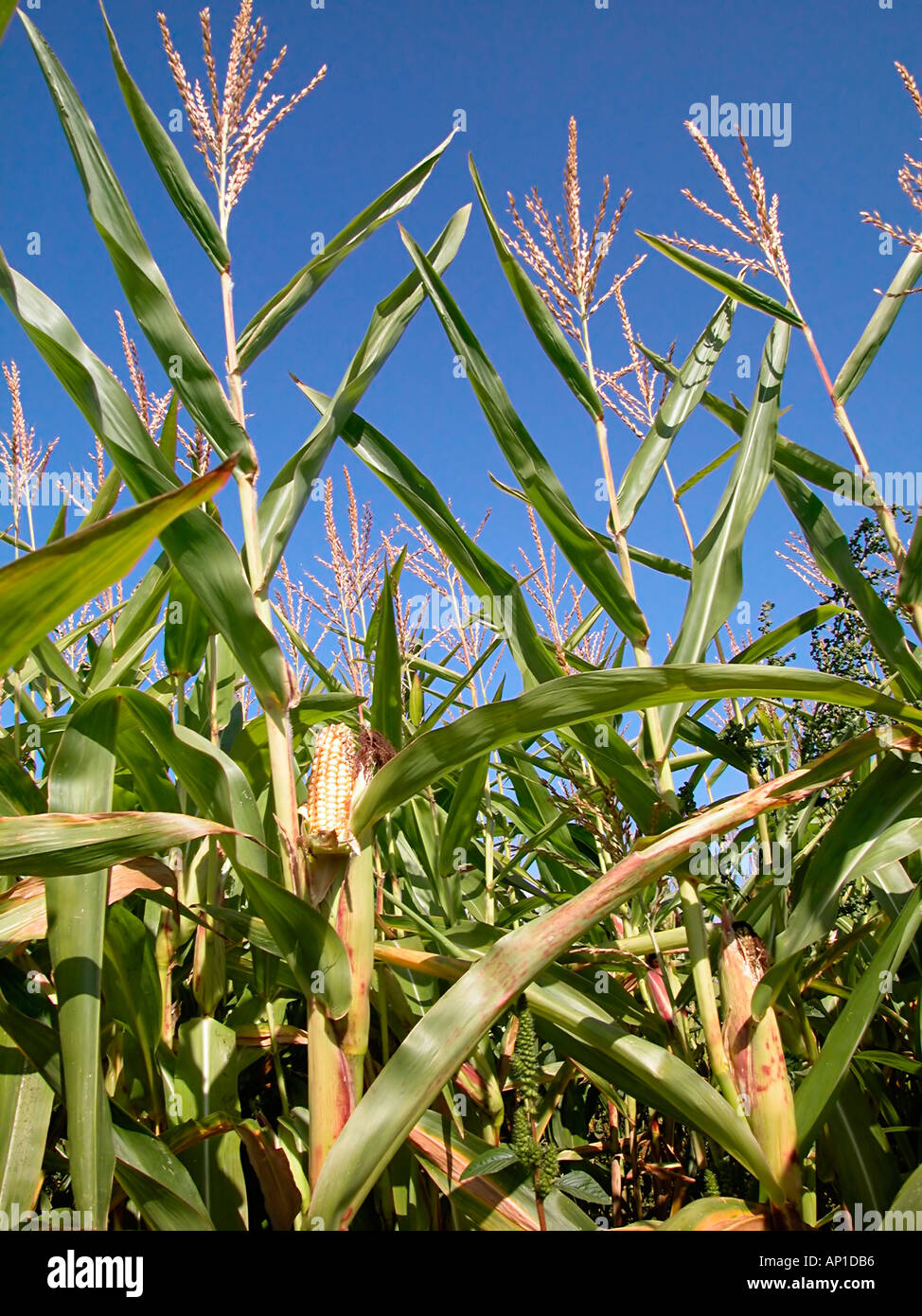 frog perspective from a ripening maize field corn field with blue sky ...
