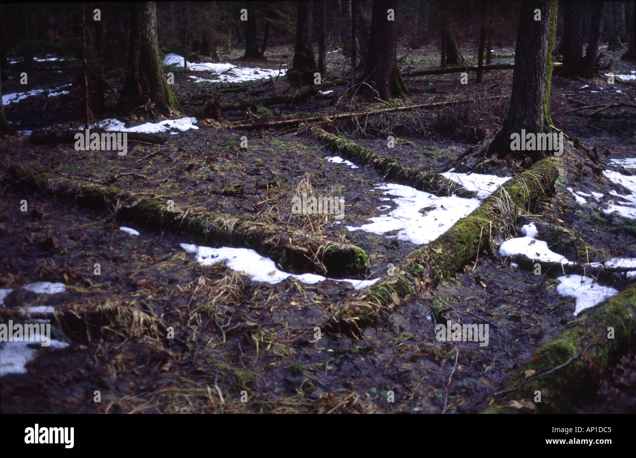 Roztoczanski national park hi-res stock photography and images - Alamy