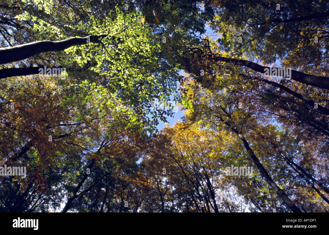 Beautiful sky treetops hi-res stock photography and images - Alamy