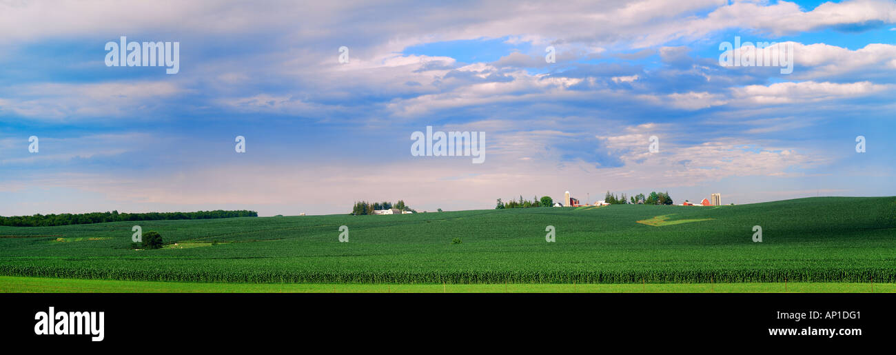 Agriculture - Hillside stand of mid growth grain corn with farmsteads ...