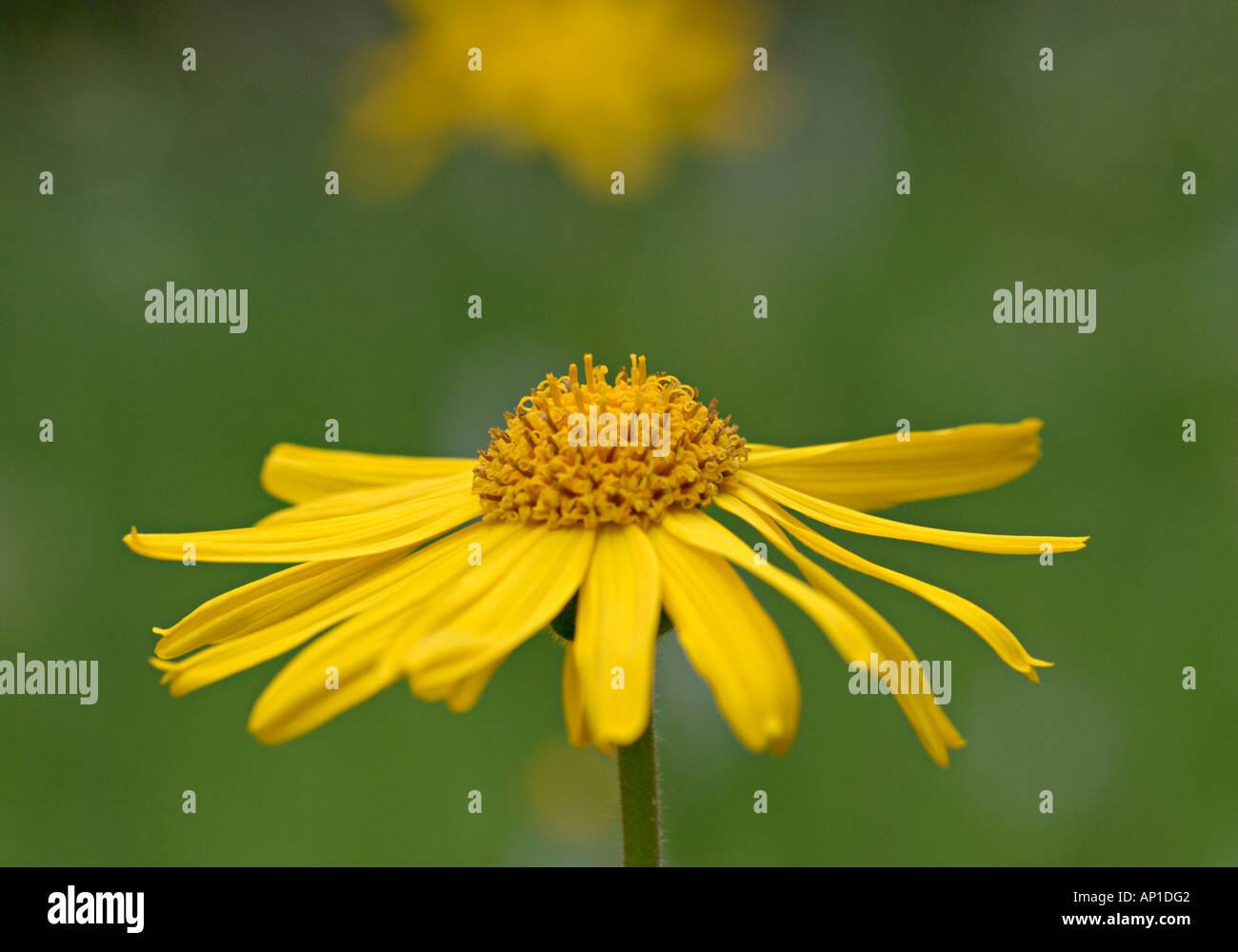 Inflorescence capitulum hi-res stock photography and images - Alamy