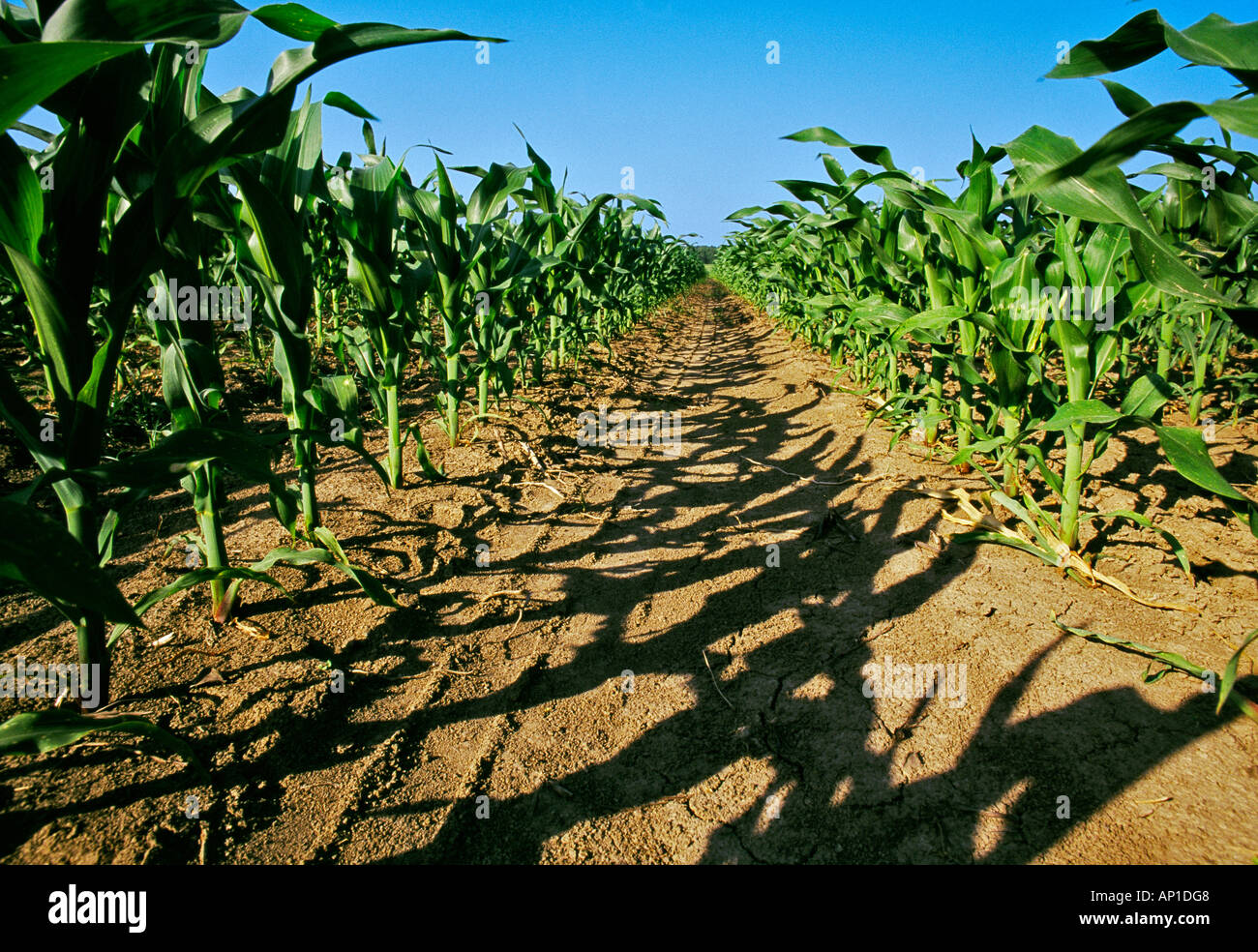 Looking down between rows of early growth grain corn plants growing in ...