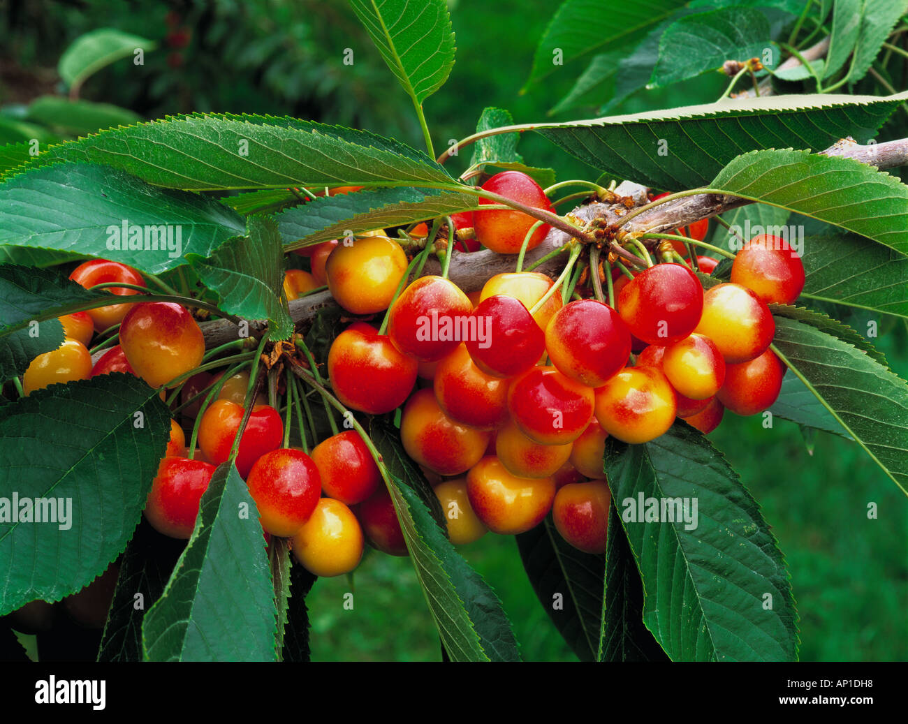 Rainier cherry tree hi-res stock photography and images - Alamy