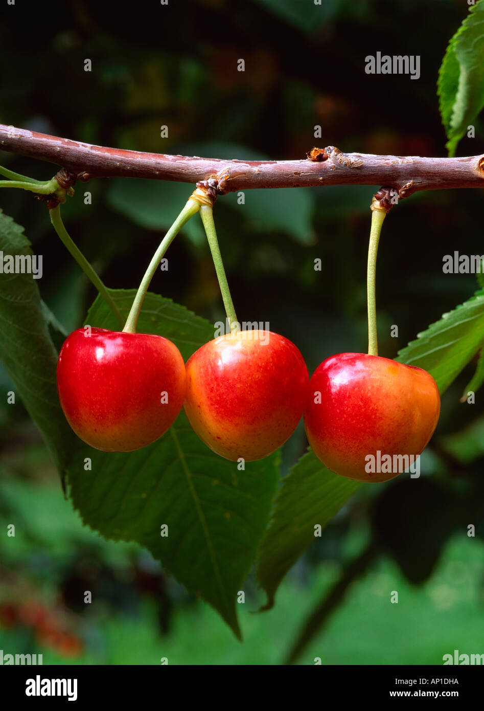 Rainier cherry tree hi-res stock photography and images - Alamy