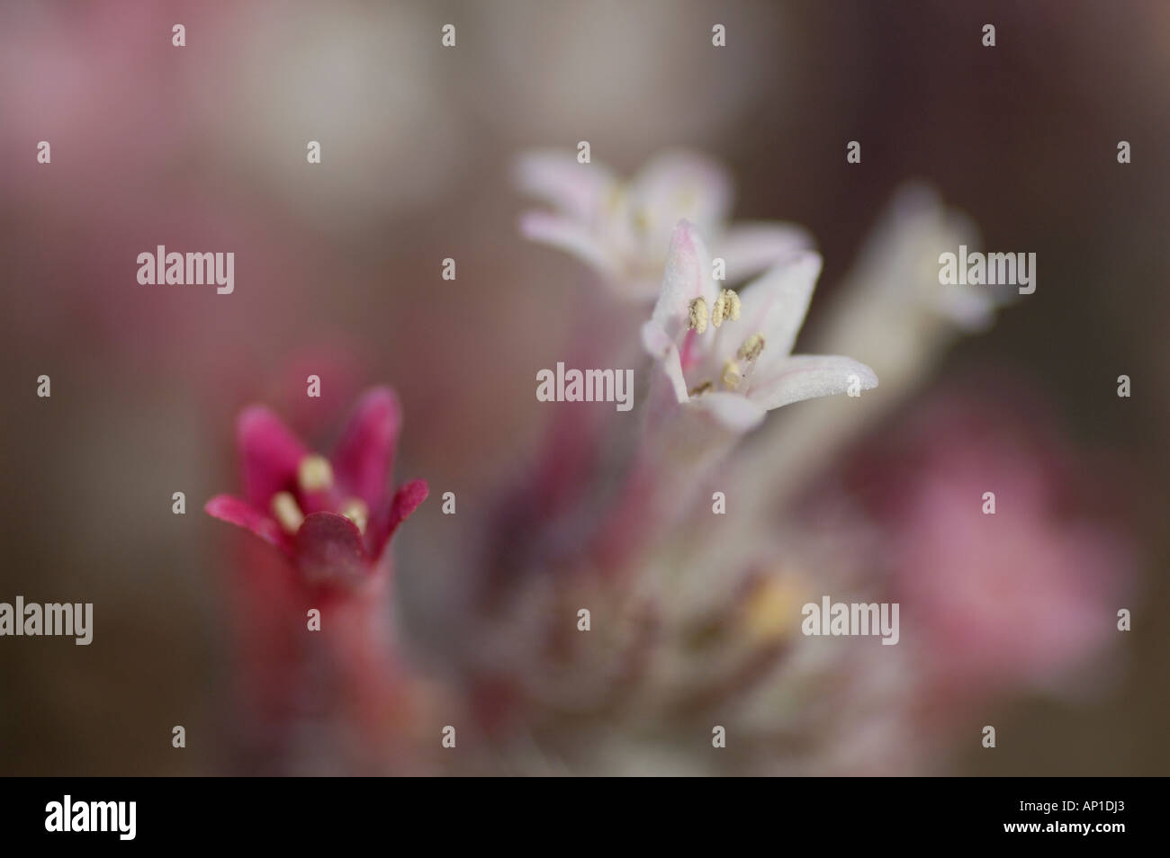 Flowers of the desert borage Moltkiopsis ciliata Kuwait Stock Photo - Alamy