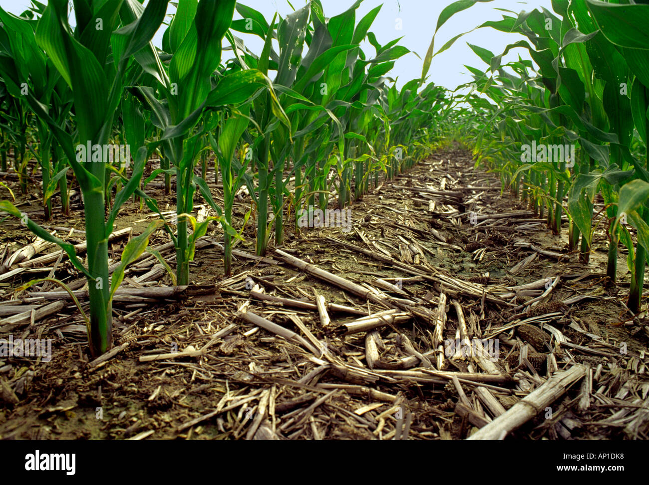 Crop growing between stubble hi-res stock photography and images - Alamy