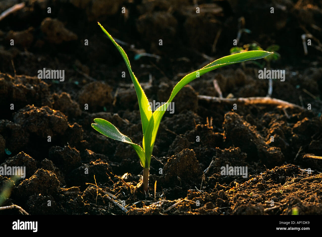 Closeup of an early growth grain corn plant at the two leaf stage ...