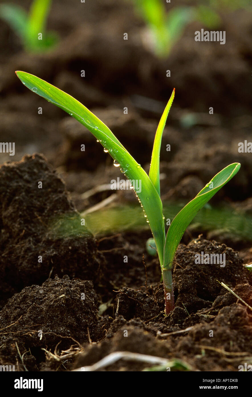 Closeup of an early growth grain corn plant at the two leaf stage ...
