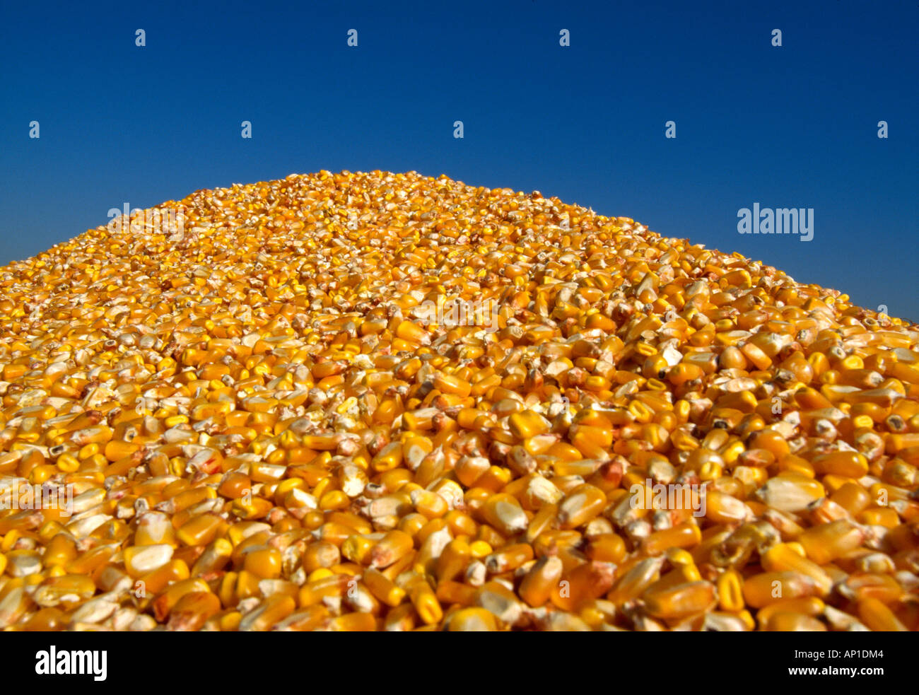 Agriculture - Closeup of a pile of freshly harvested grain corn / Iowa ...