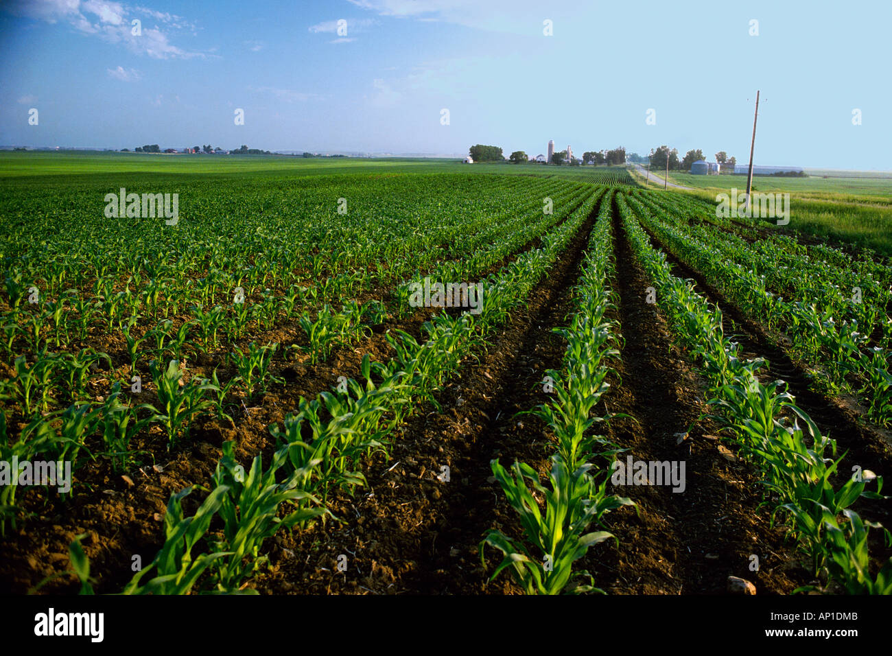 Agriculture field early growth conventionally hi-res stock photography ...